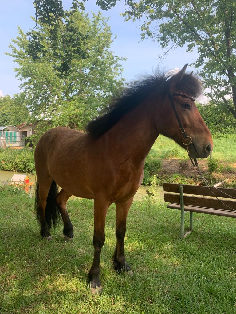 Alvari vom Birkholz – Islandpferde Almetal